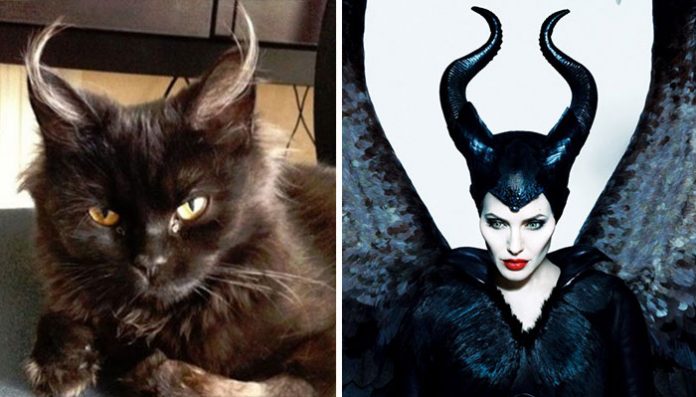 25+ Cats That Look Like Other Things | Catlov