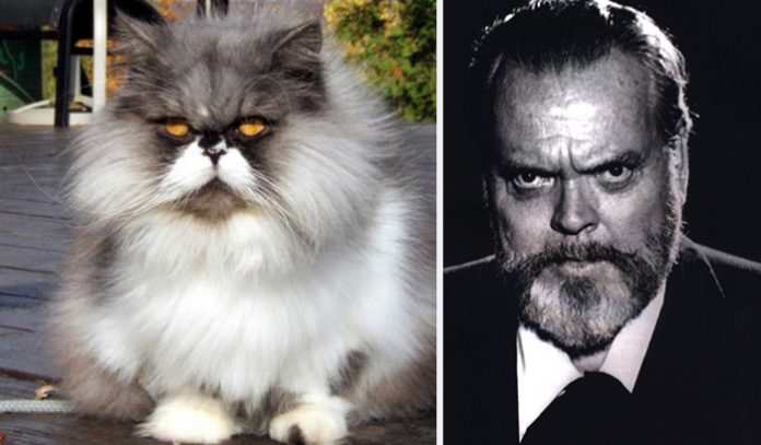 25+ Cats That Look Like Other Things | Catlov