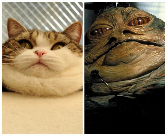 25+ Cats That Look Like Other Things | Catlov