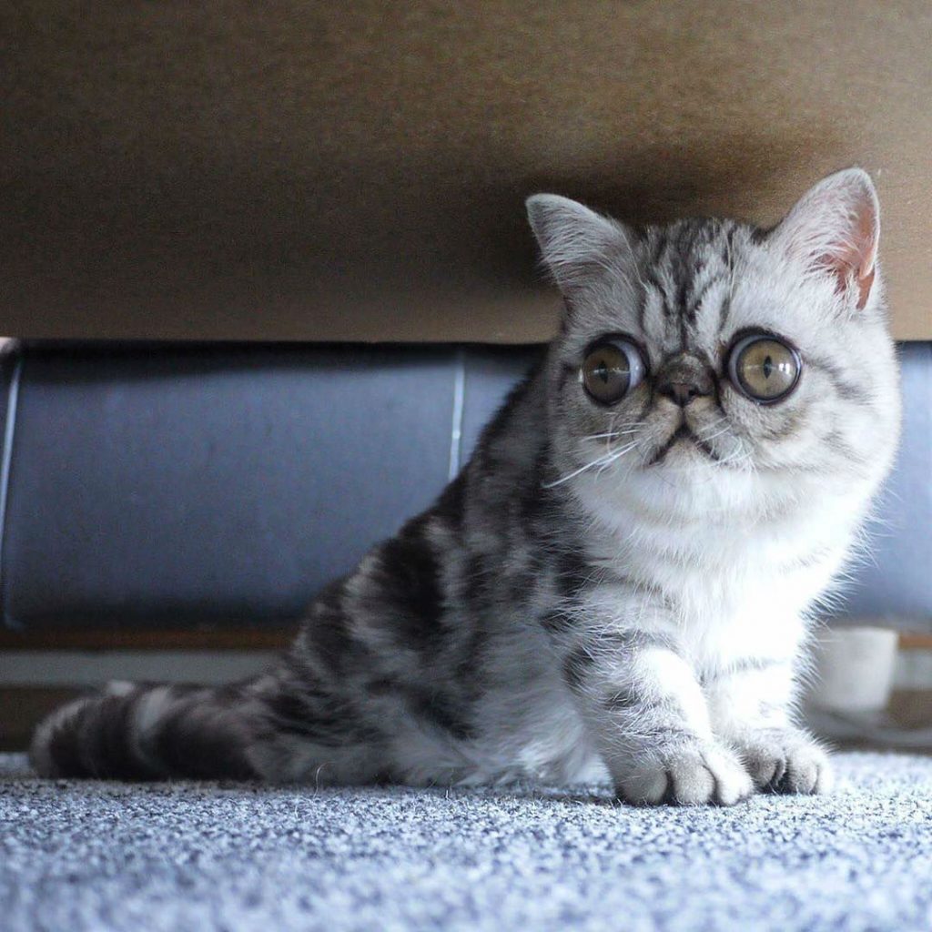 Herman, The Adorable Cat With The Most Concerned Eyes You'll Ever See ...