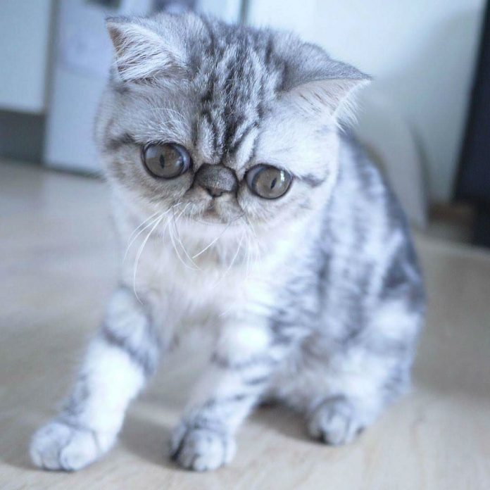 Herman, The Adorable Cat With The Most Concerned Eyes You'll Ever See ...