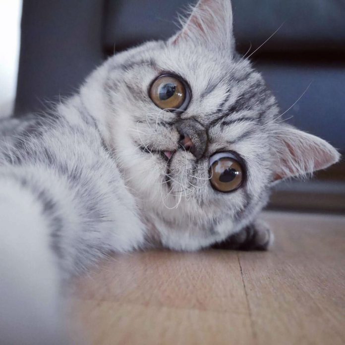 Herman, The Adorable Cat With The Most Concerned Eyes You'll Ever See ...