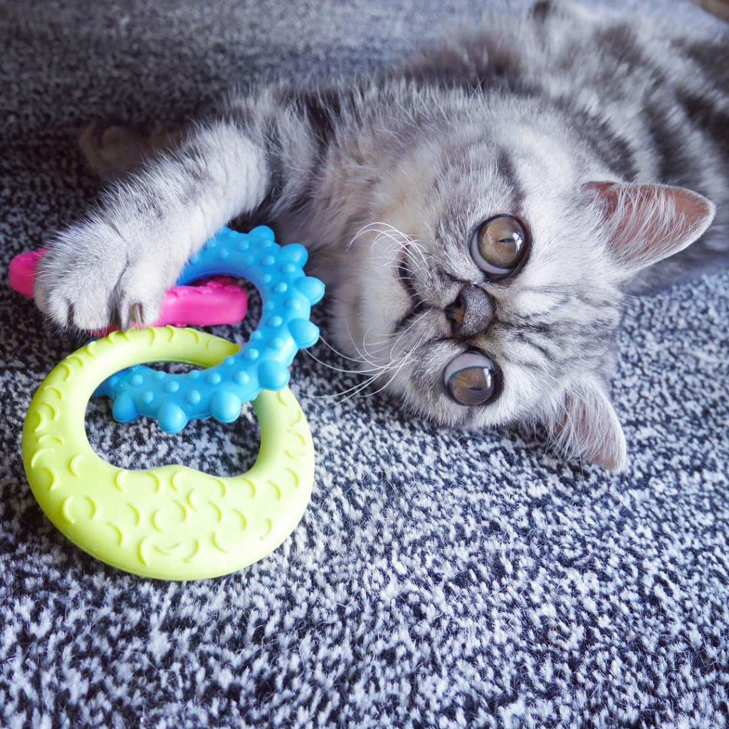 Herman, The Adorable Cat With The Most Concerned Eyes You'll Ever See ...
