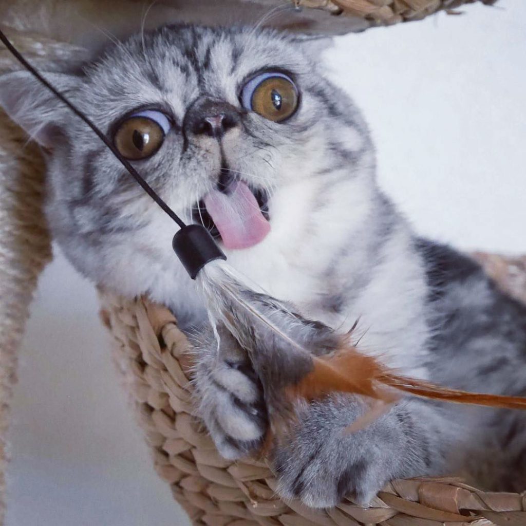 Herman, The Adorable Cat With The Most Concerned Eyes You'll Ever See ...