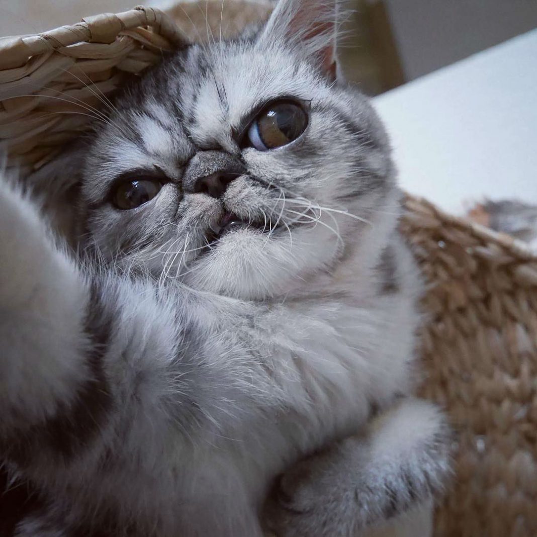 Herman, The Adorable Cat With The Most Concerned Eyes You'll Ever See ...