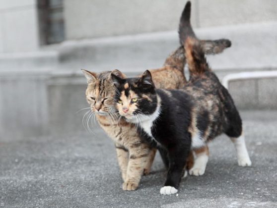 20+ Adorable Photos Of Cats That Are Deep In Love | Catlov