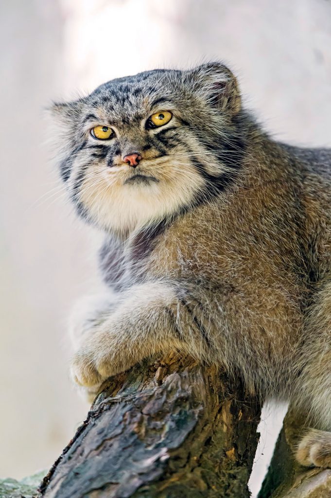 The Pallas Cat Is The Most Expressive Cat In The World | Catlov