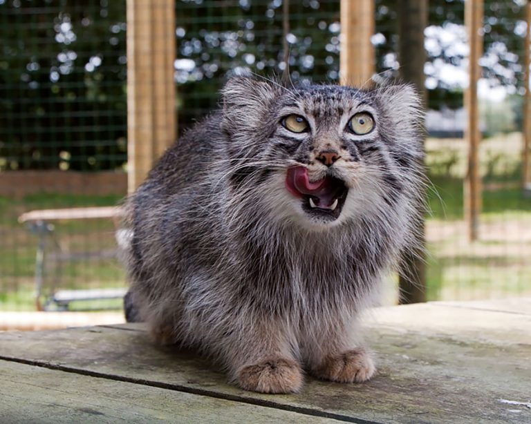 The Pallas Cat Is The Most Expressive Cat In The World | Catlov