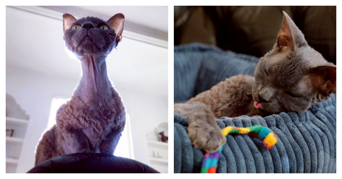 Romey The Famous Part Sheep, And Part Turtle Cat | Catlov