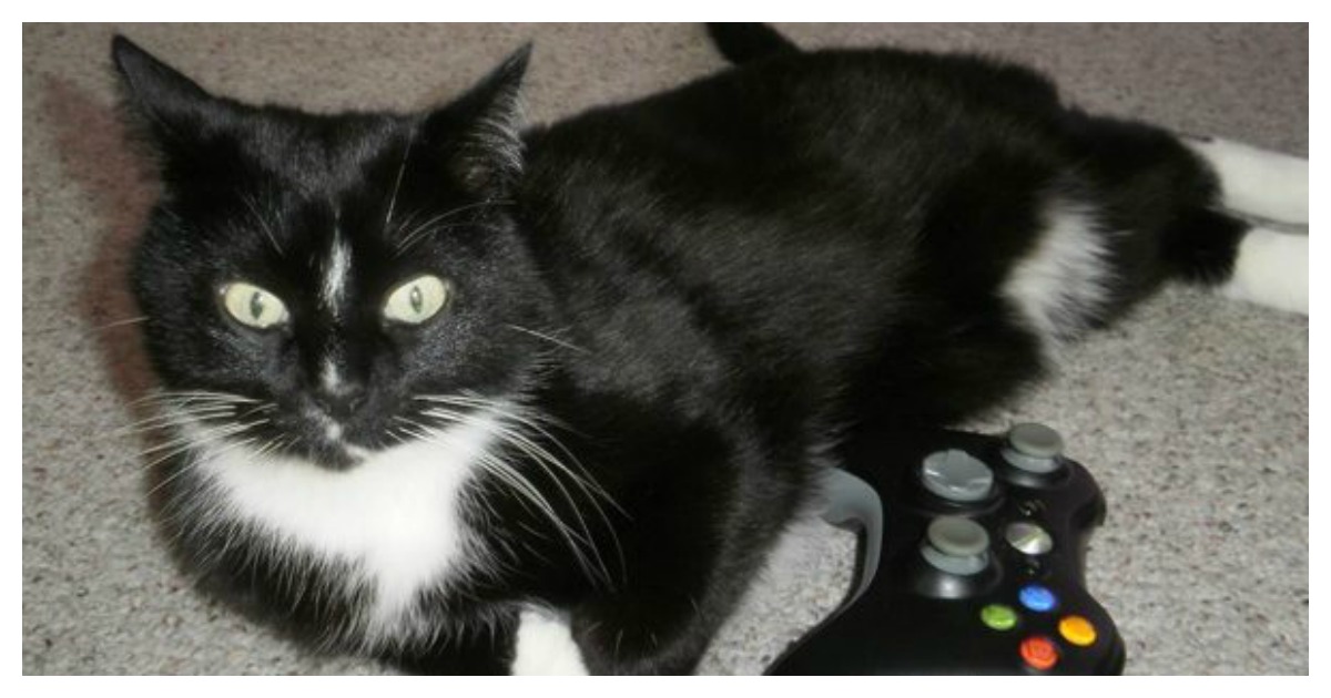 5 Sounds That Freak Out Cats All The Time | Catlov