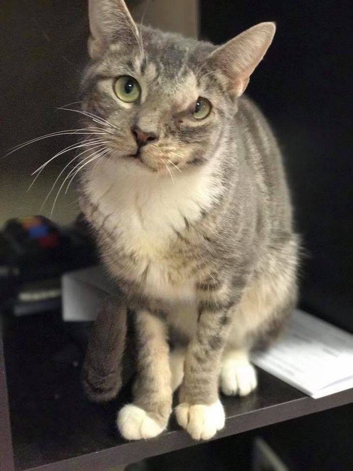 Cat With Giant Tumor Gets Smile Back But Now She Needs Something Else Cat With Giant Tumor Gets Smile Back But Now She Needs Something Else