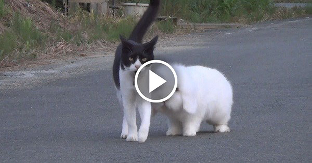 Fluffy Bunny & Adorable Cat Walk Together, Bringing Happiness ...