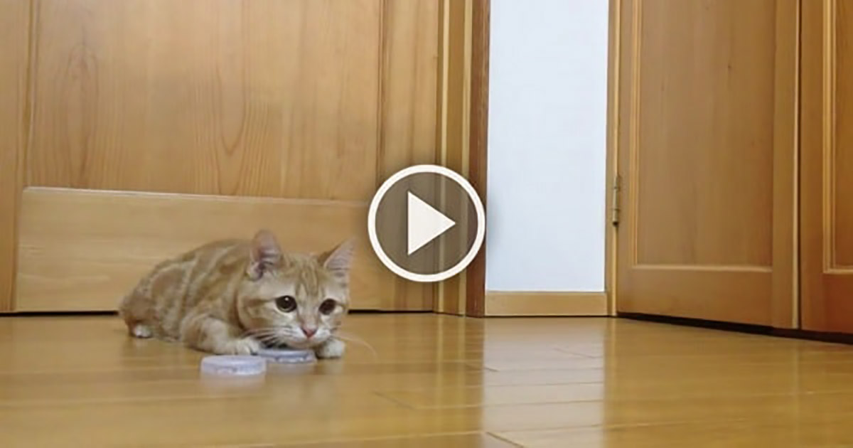 This Goalkeeper's Skill Is Absolutely Pawsome | Catlov