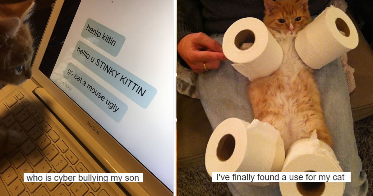 15+ Hilarious Cat Tweets To Make You Smile After A Long Week | Catlov