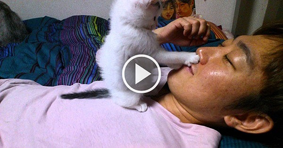 Tiny Kitten Playing With His Human Daddy | Catlov