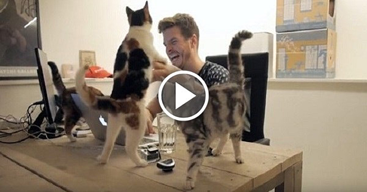 What's It Like to Work With Cats…A Day at the Poopy Cat Office | Catlov