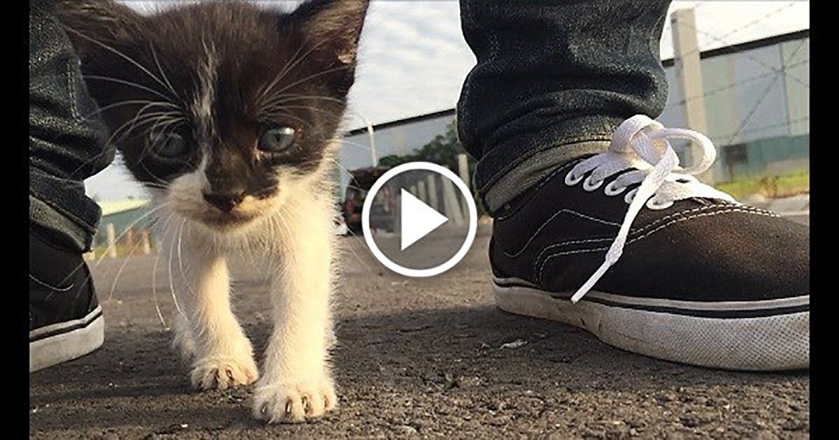 Cute Stray Kitten Follows Humans Around And Finds Forever Home Catlov
