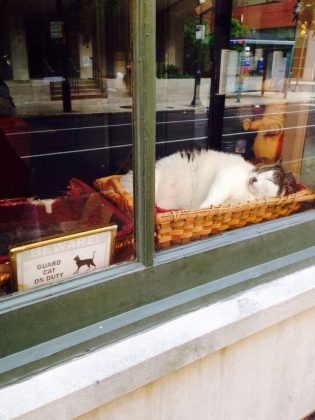 20 Cats Who Definitely Take Their House Guarding VERY Seriously | Catlov