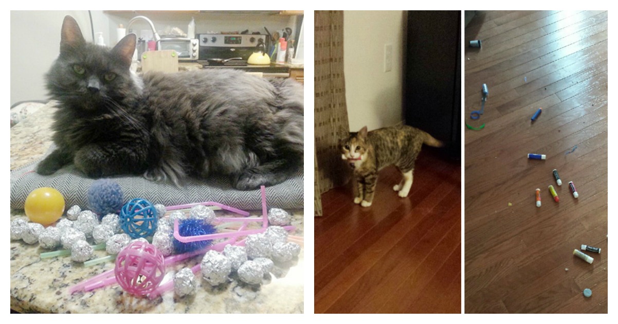 24 Cats Who Have A Hysterical Hoarding Problem…. | Catlov