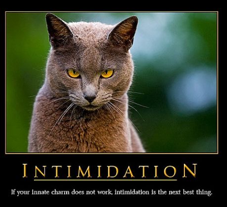 16 Cat Motivational Posters That You Can Agree With | Catlov