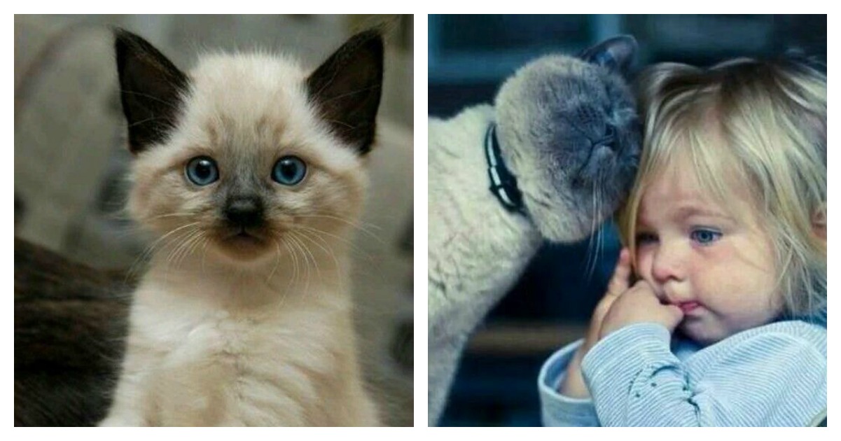 12 Reasons Why You Should Never Own Siamese Cats….Sarcasm Intended | Catlov