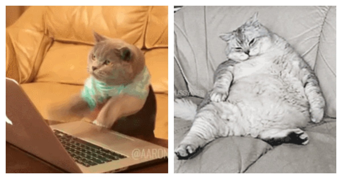 19 Cats That Were You In College…Nailed It! | Catlov