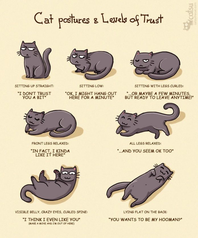 11 Comics That Perfectly Sum Up The Wonderfully Weird Ways Of Cats | Catlov