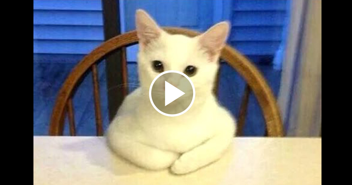 Cats Forgetting They Are…Um…Cats | Catlov