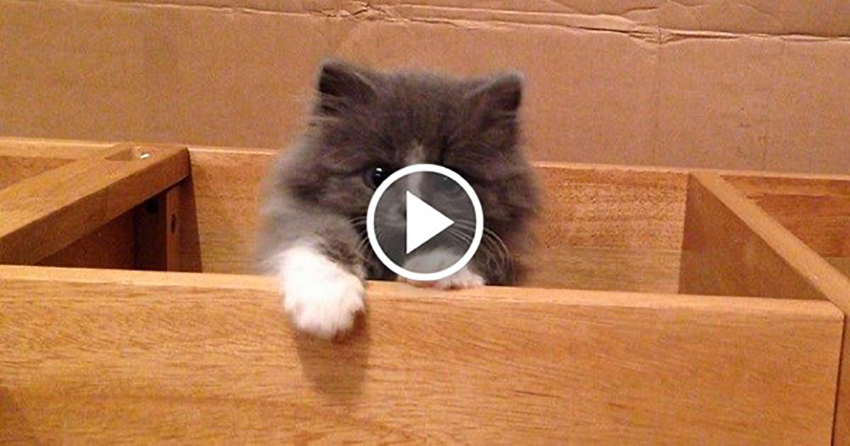 Fluffy Little Kitten Performs Super Cute Escape Routine | Catlov