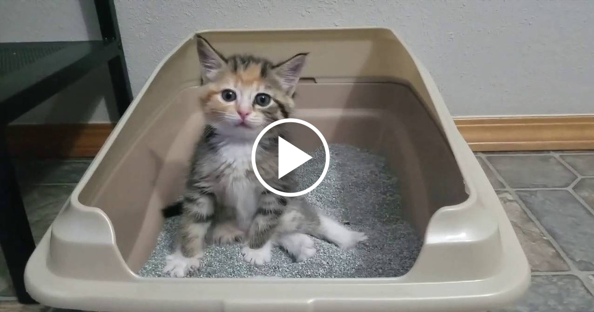 Kitten Learning to Use Litter Box Has Some Great Moves | Catlov