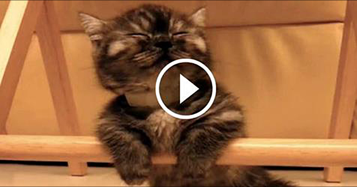 Sleepy Kitten is Fighting a Losing Battle To Stay Awake | Catlov