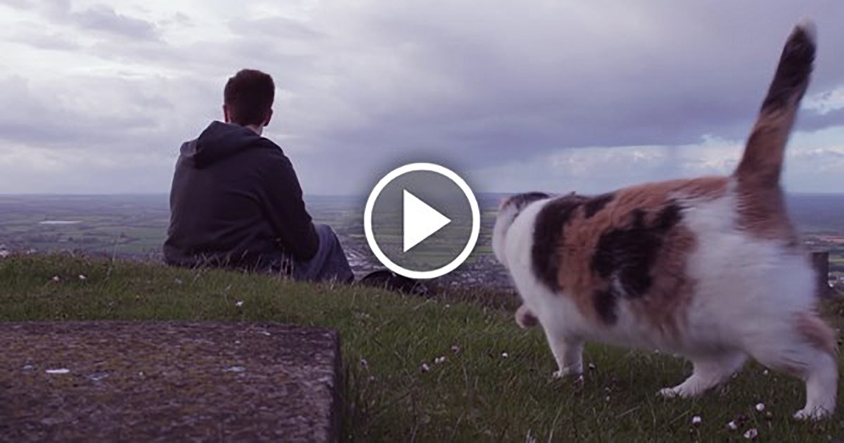 Blind Cat Who Loves Hiking Turned This Man Into A Cat Person | Catlov