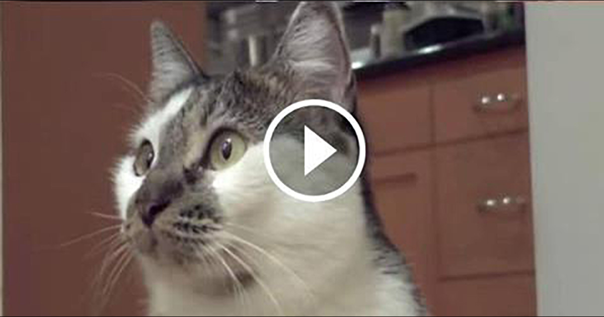 My Talking Cat Says “I Don’t Know” | Catlov