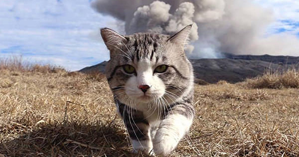 The Cat That Walks Like A Boss Has More Style Than You Do | Catlov