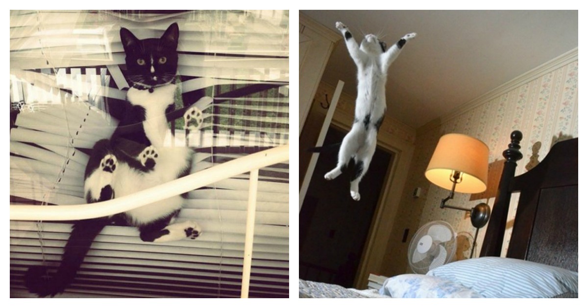 The Secret’s Out, What Cat’s Are Doing When You’re Not Home | Catlov