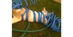 27+ Cats That Are Going Totally Bonkers On Catnip | Catlov