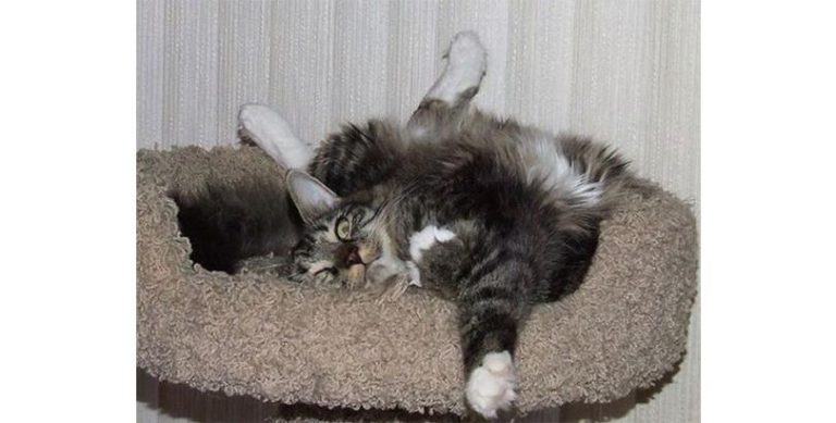 27+ Cats That Are Going Totally Bonkers On Catnip | Catlov