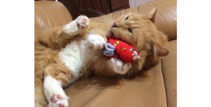 27+ Cats That Are Going Totally Bonkers On Catnip | Catlov