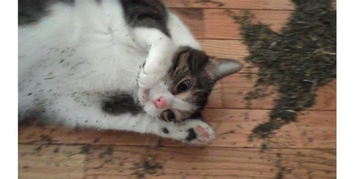 27+ Cats That Are Going Totally Bonkers On Catnip | Catlov