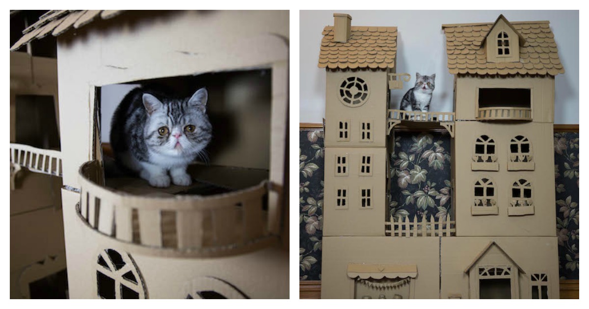 Woman Builds Cardboard Royal Castle For Her Princely Cat | Catlov