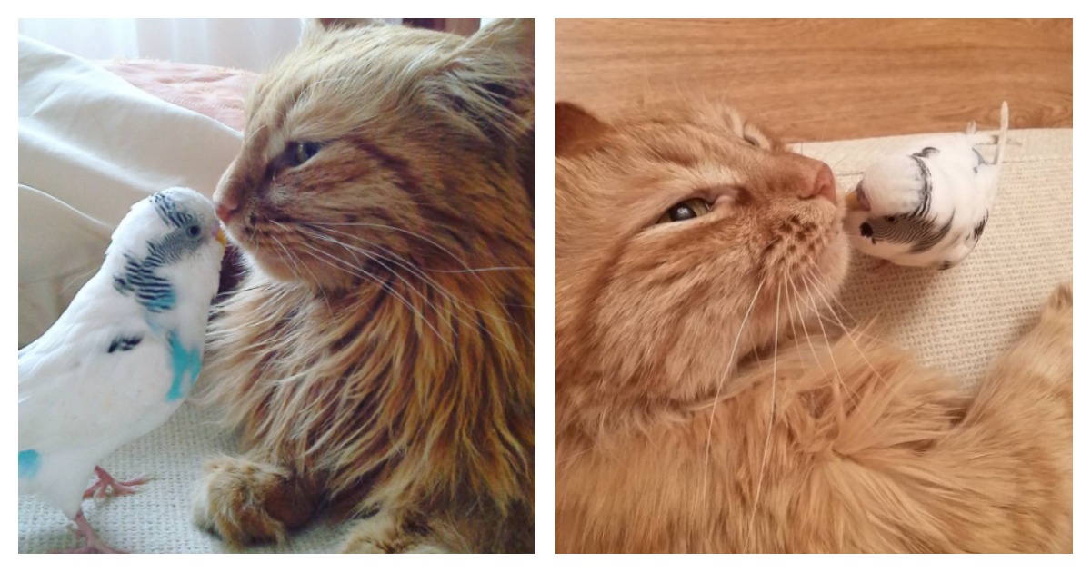 The Most Unexpected, But Most Precious Cat & Bird Relationship | Catlov
