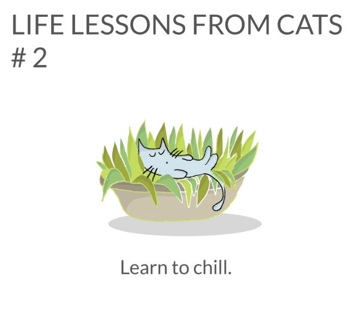 21 Cute And Insightful Life Lessons Cats Are Trying To Teach Us | Catlov
