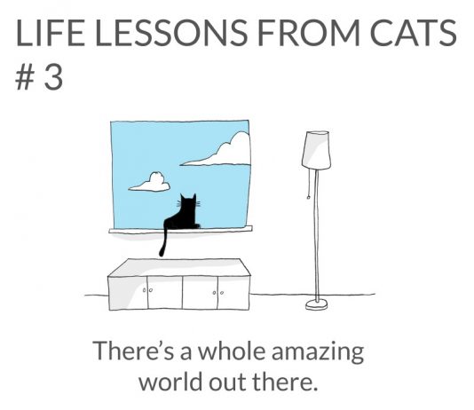 21 Cute And Insightful Life Lessons Cats Are Trying To Teach Us | Catlov
