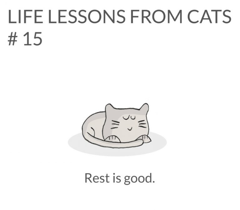 21 Cute And Insightful Life Lessons Cats Are Trying To Teach Us | Catlov