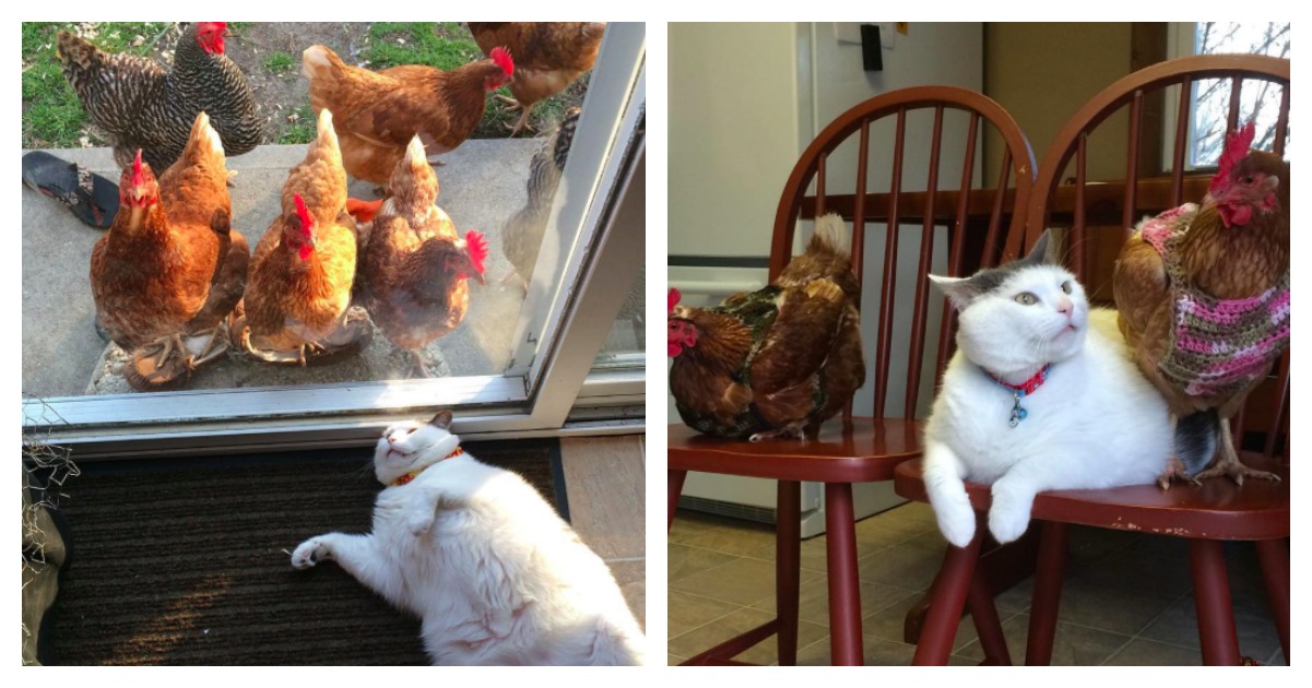 Cat Lives With A Fan Club Of Chickens That Are Obsessed With Him | Catlov