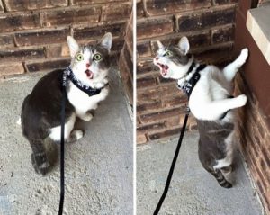 21 Cats Trying Things For The First Time…Hilarious! | Catlov