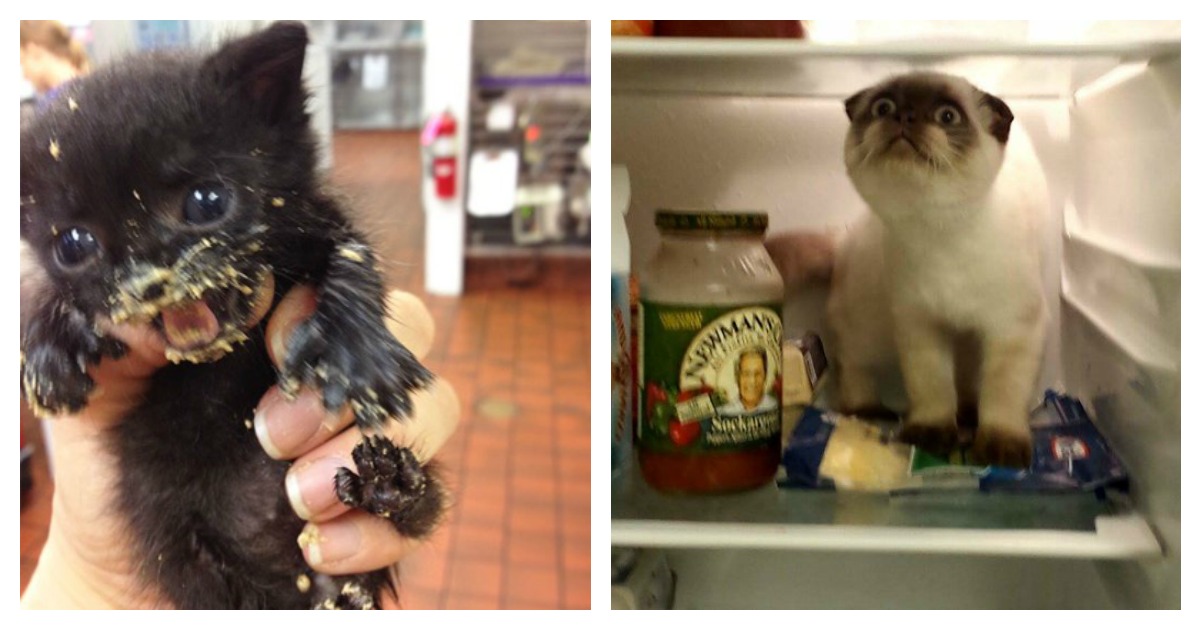 21 Cats Trying Things For The First Time…Hilarious! | Catlov