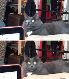 21 Cats Trying Things For The First Time…Hilarious! | Catlov