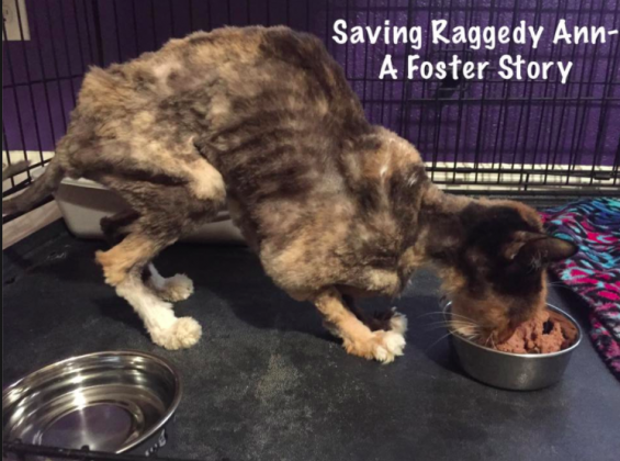 Starving Cat Pushes Through Towards Jaw Dropping Transformation | Catlov