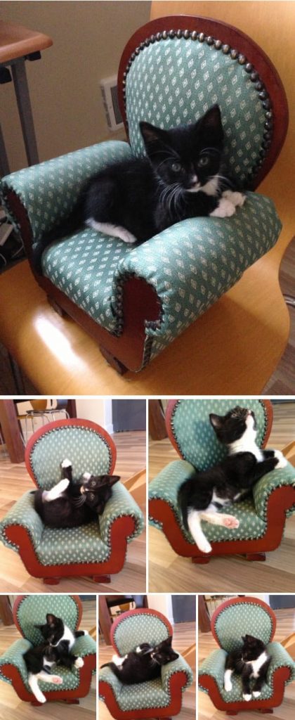 15 Cats Proving They Have An Obsession With Tiny Chairs | Catlov
